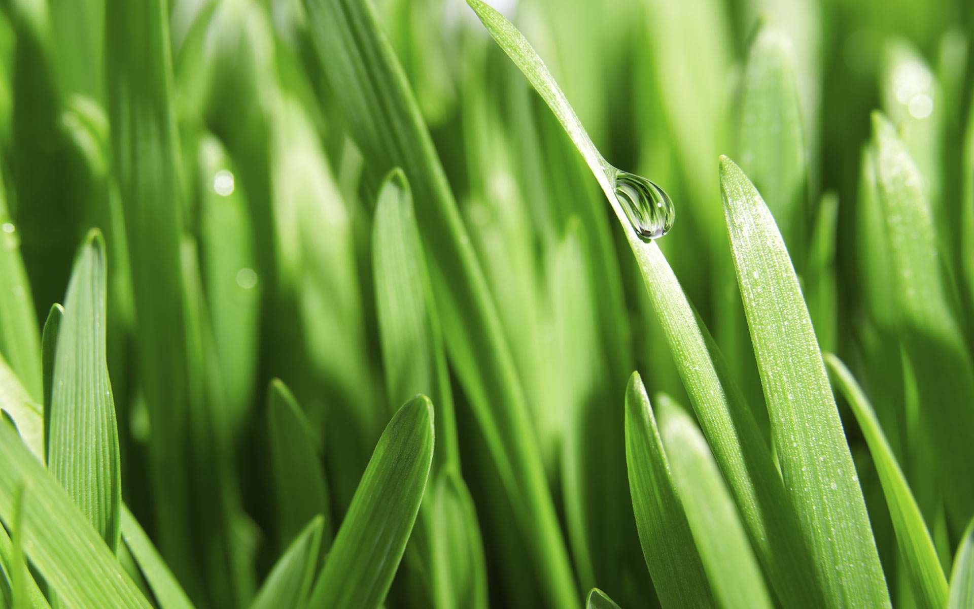 06 Overview Dew Drop on Grass | Turf Dietitian