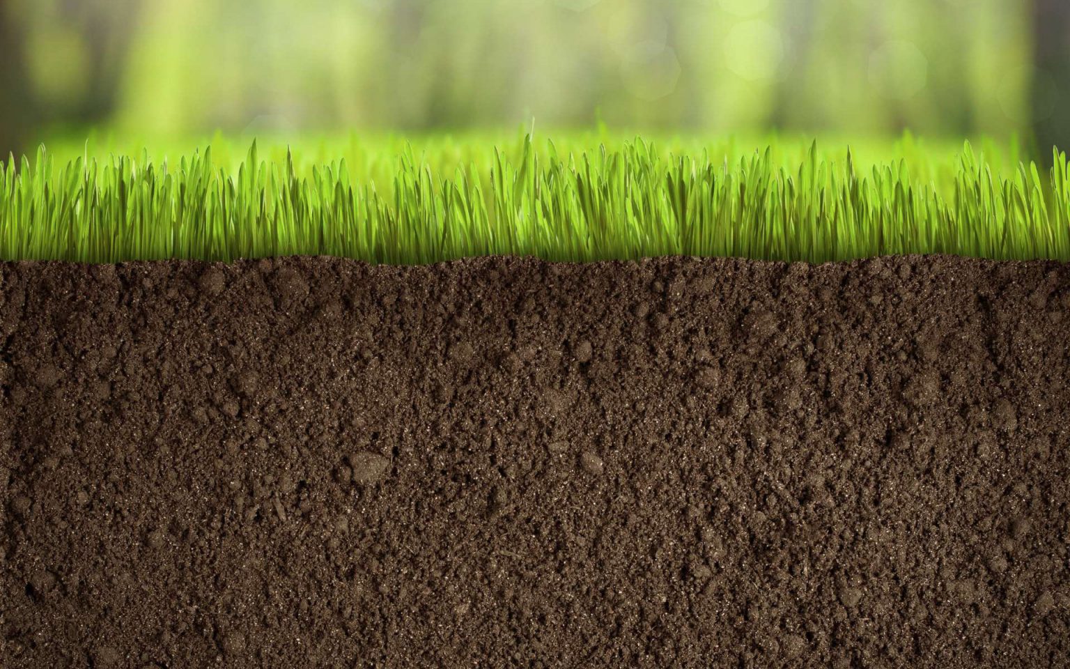 cross section of soil and lawn grass | Turf Dietitian